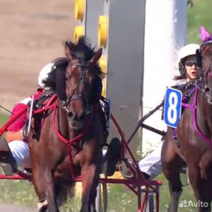 Нордикшн Вет американская кобыла 2.01,2