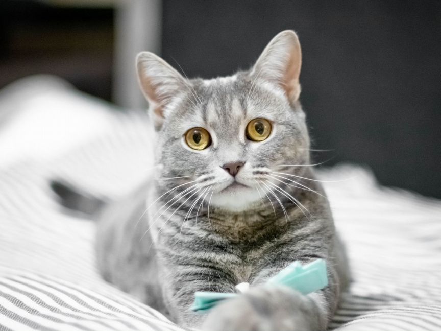 Кошка красивая и умная