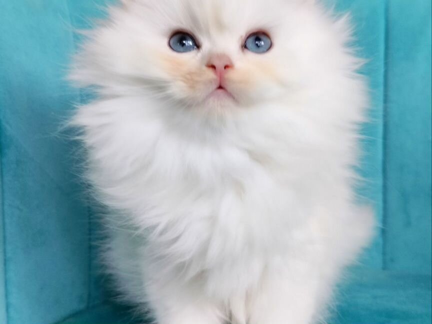 Длинношерстная серебристая шиншилла