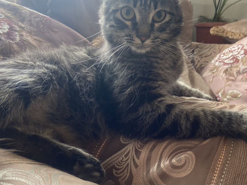 Отдам в доьрые руки безумно ласкового котенка