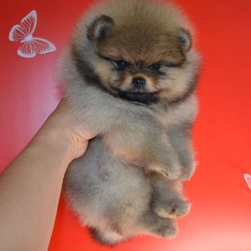 Померанский шпиц, щенок