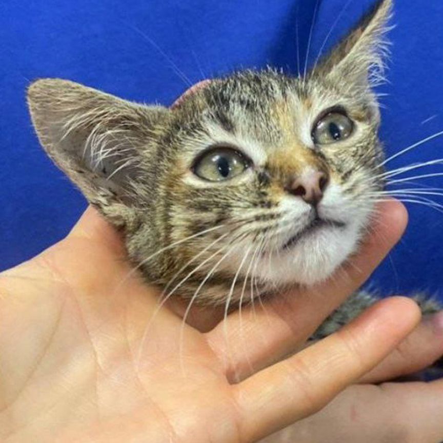 Котёнок Муська
