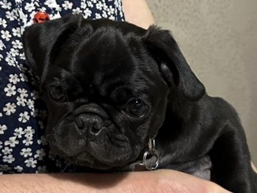 Продается мопс