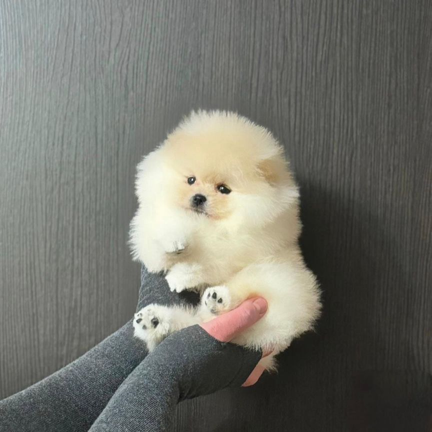 Мини мишки померанского шпица