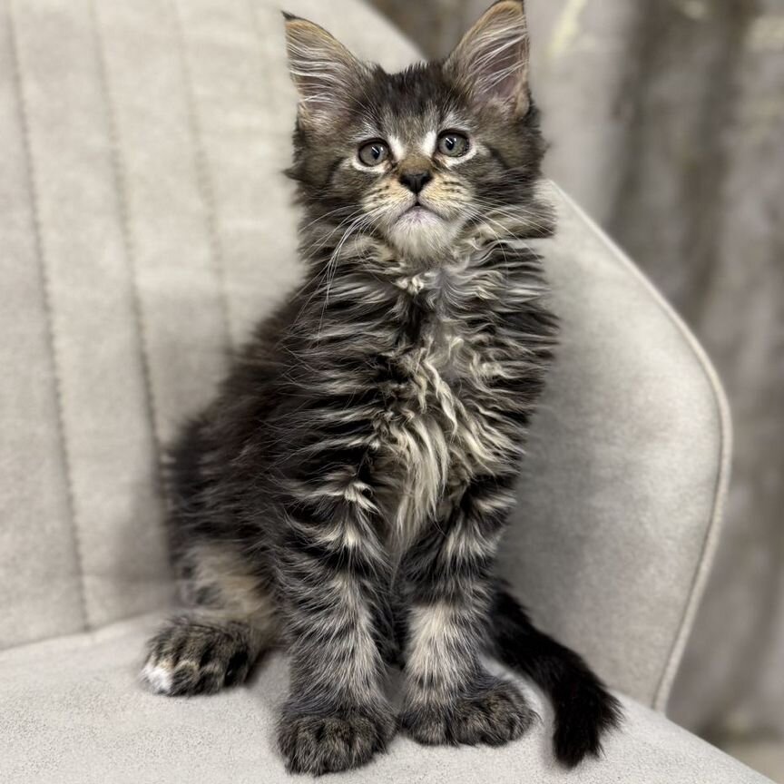 Мейн-кун котёнок