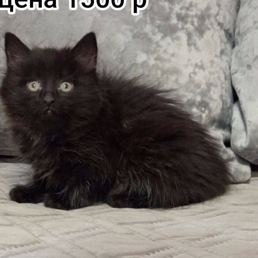 Котёнок в добрые руки