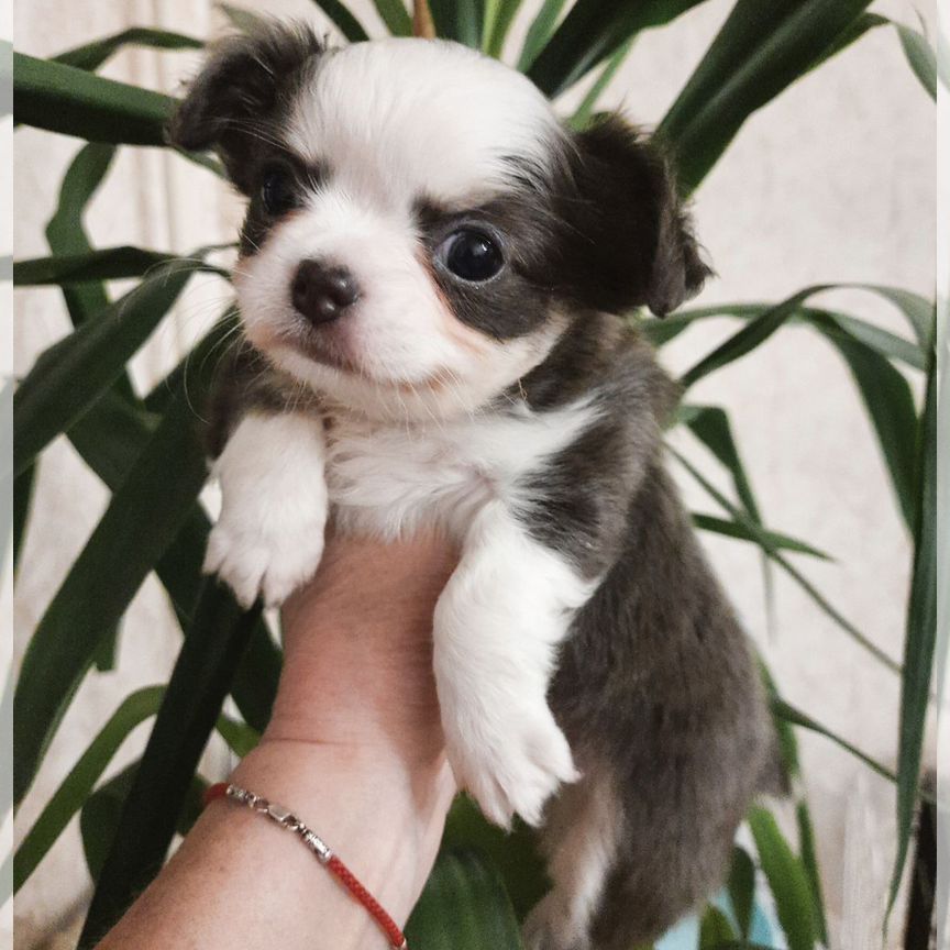 Длинношерстный чихуахуа