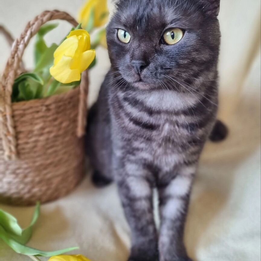 Кошка 1 год ищет дом