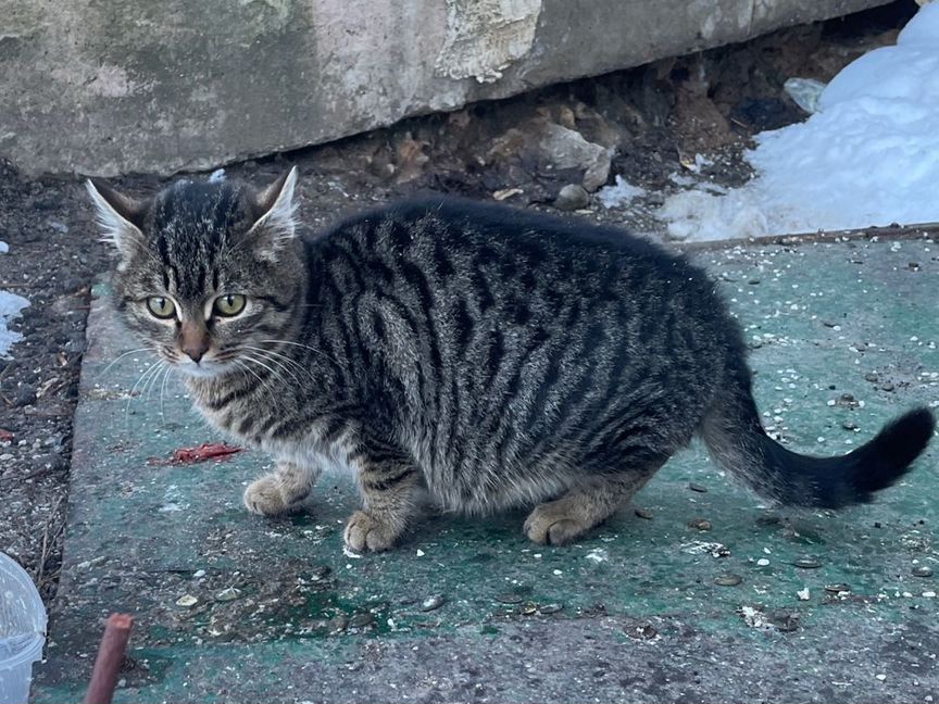 Котенок в добрые руки