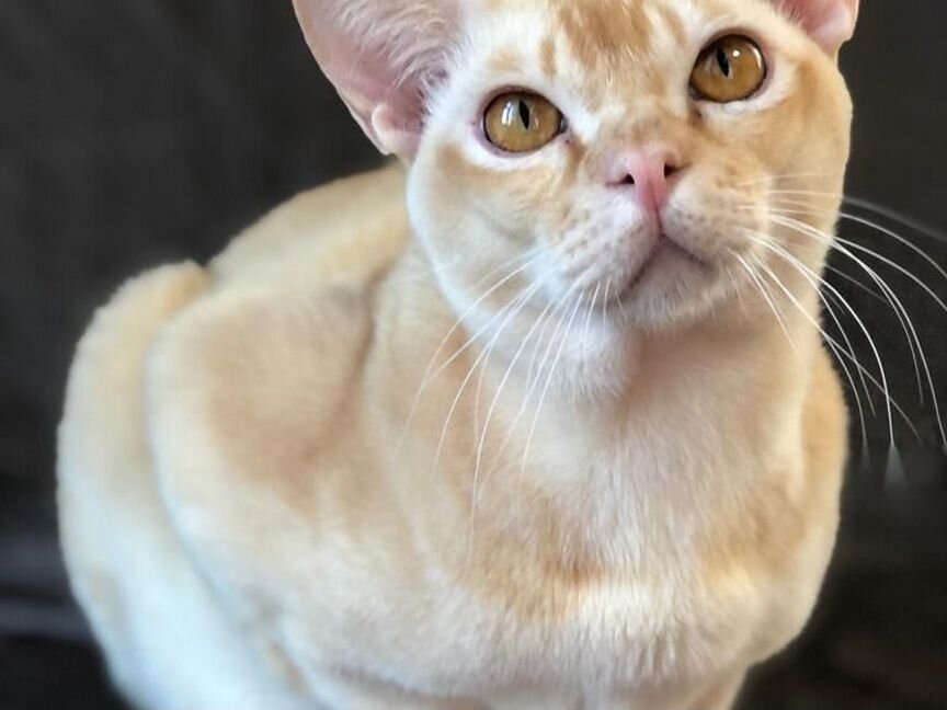 Бурманский кот и кошка