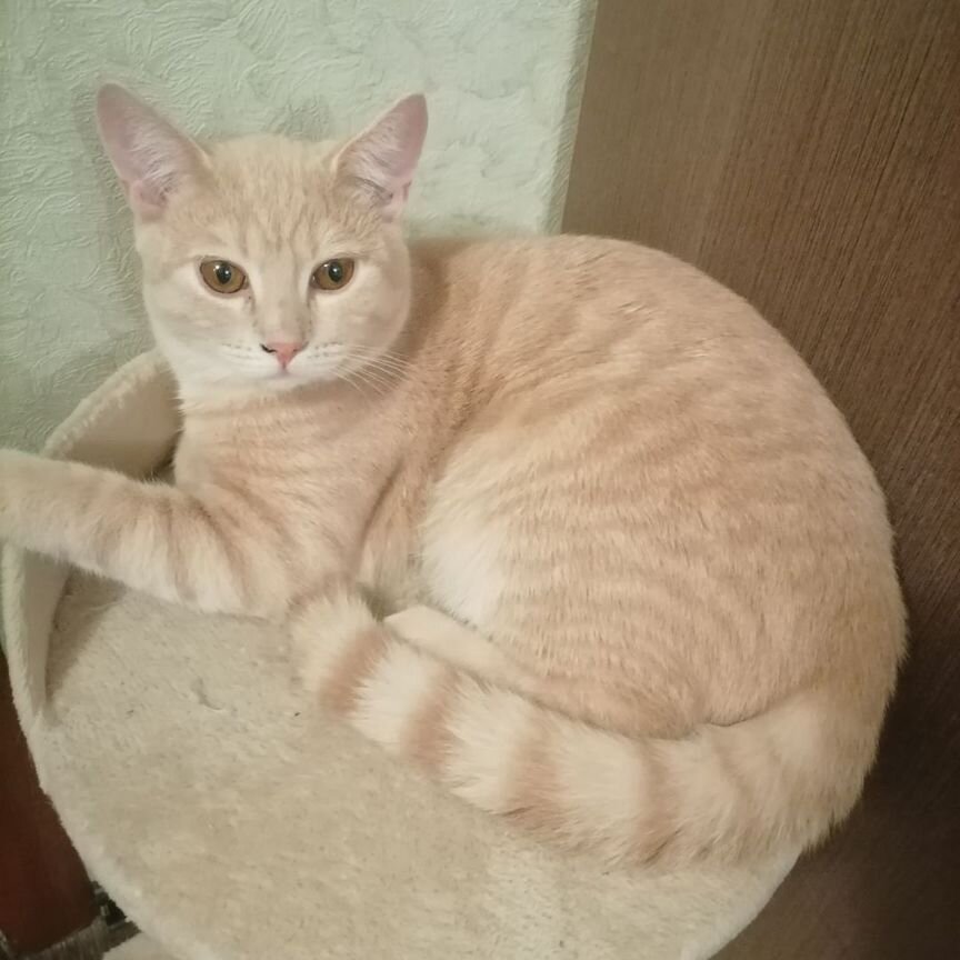 Котик в добрые руки