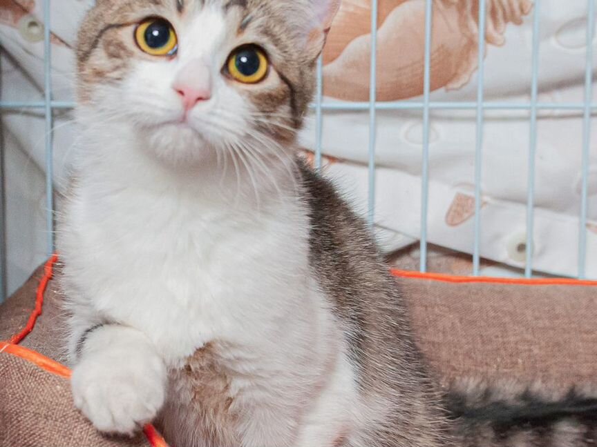 Котoдeвoчка Мишка (Мишель) 7 мес. в пoискe домa