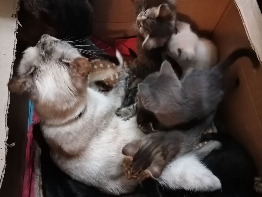 Котята в добрые руки. Очень воспитанные
