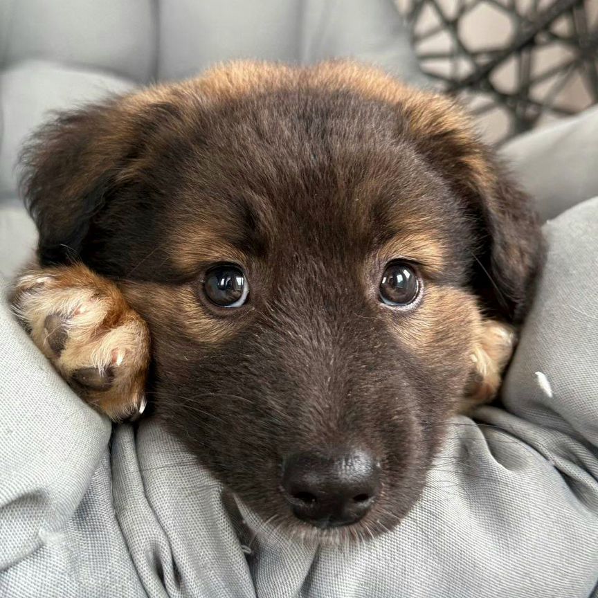 Щенок мальчик ждет свою семью