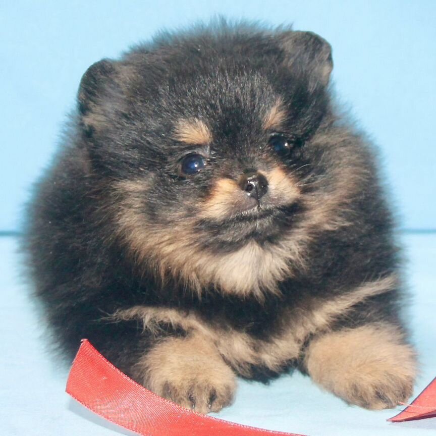 Померанский шпиц, щенок