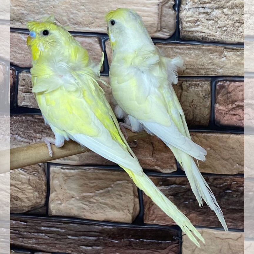 Волнистый Попугай хагоромо (крыля ангела )