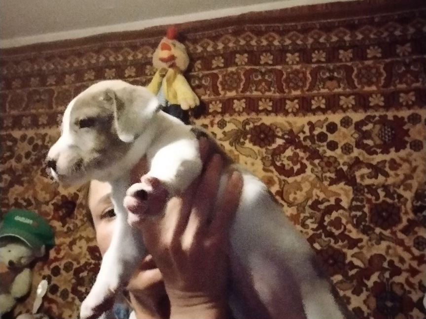 Собака