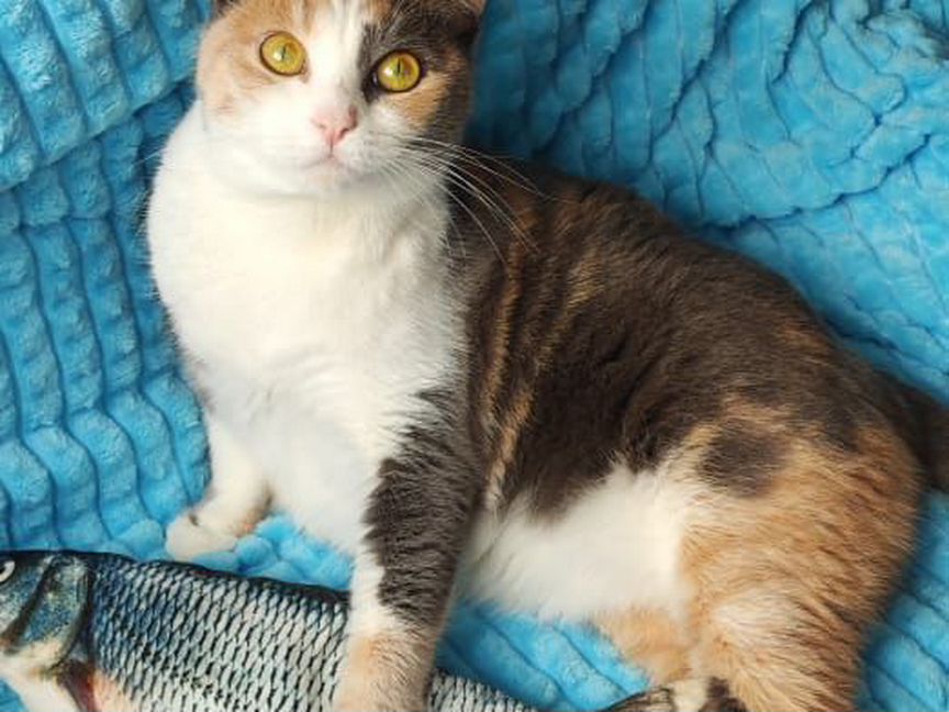 Кошка Айрис