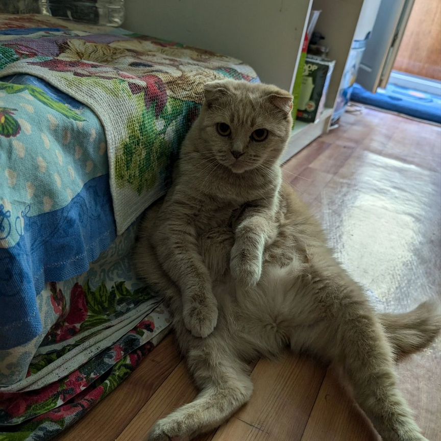 Кошка вислоухая