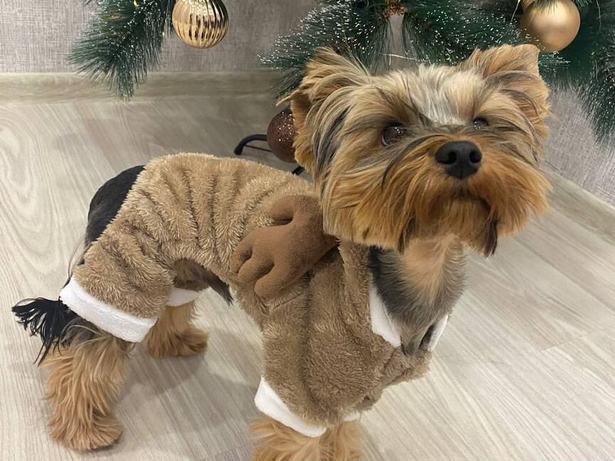 Костюм на йорка