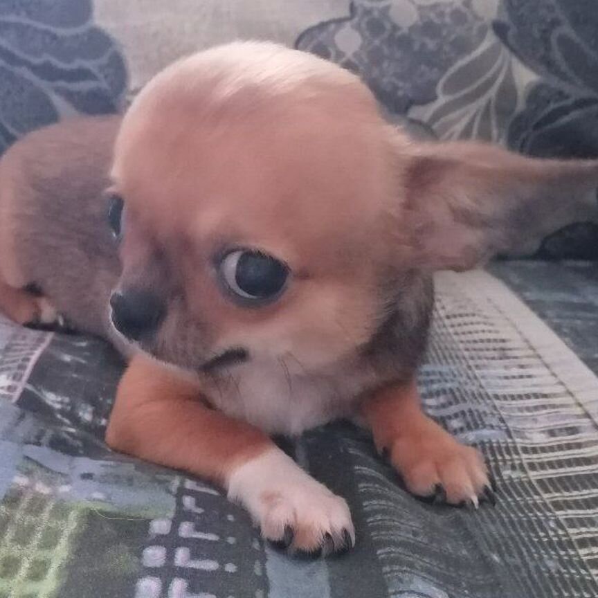 Чихуахуа, щенок