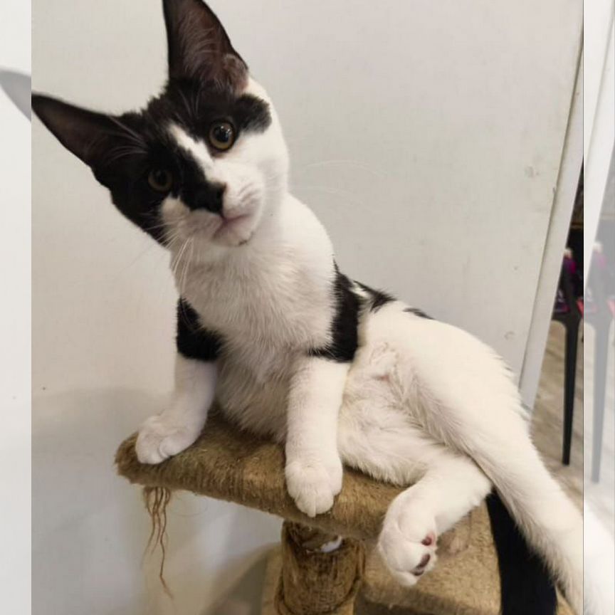 Мейн-кун котёнок