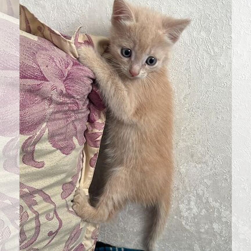 Персиковая кошечка
