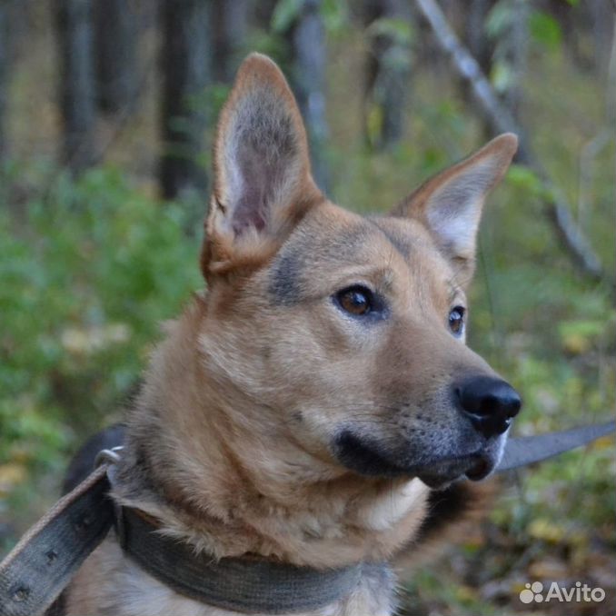 Собака бесплатно Гай