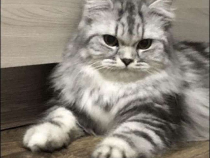 Шотландская