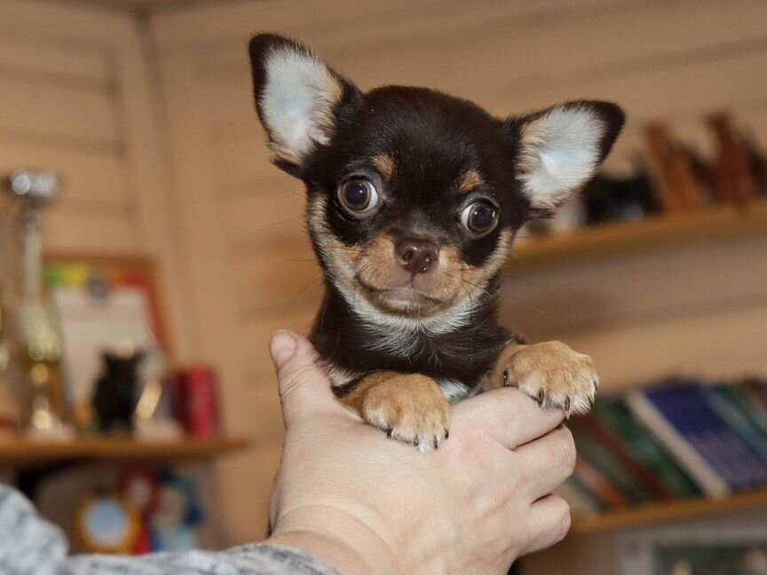 Шоколадный батончик чихуаxуa с доставкой и видеo