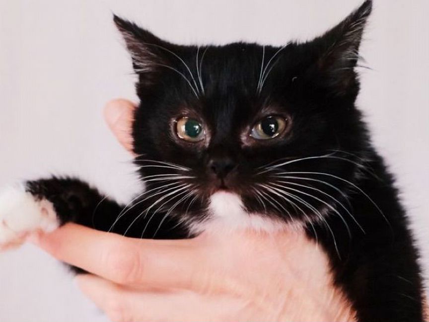 Нежная принцесса кошечка котёнок 3,5м