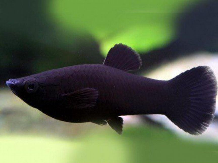 Моллинезия Черная молли (black molly)