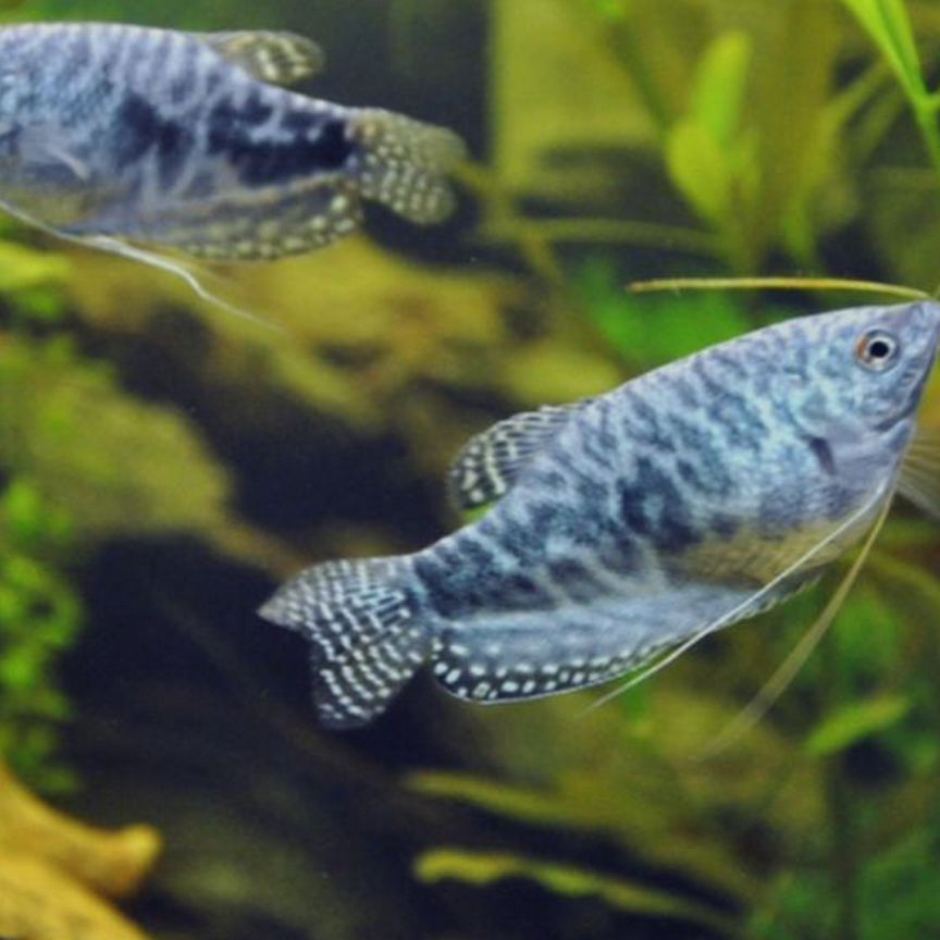 Гурами мраморный