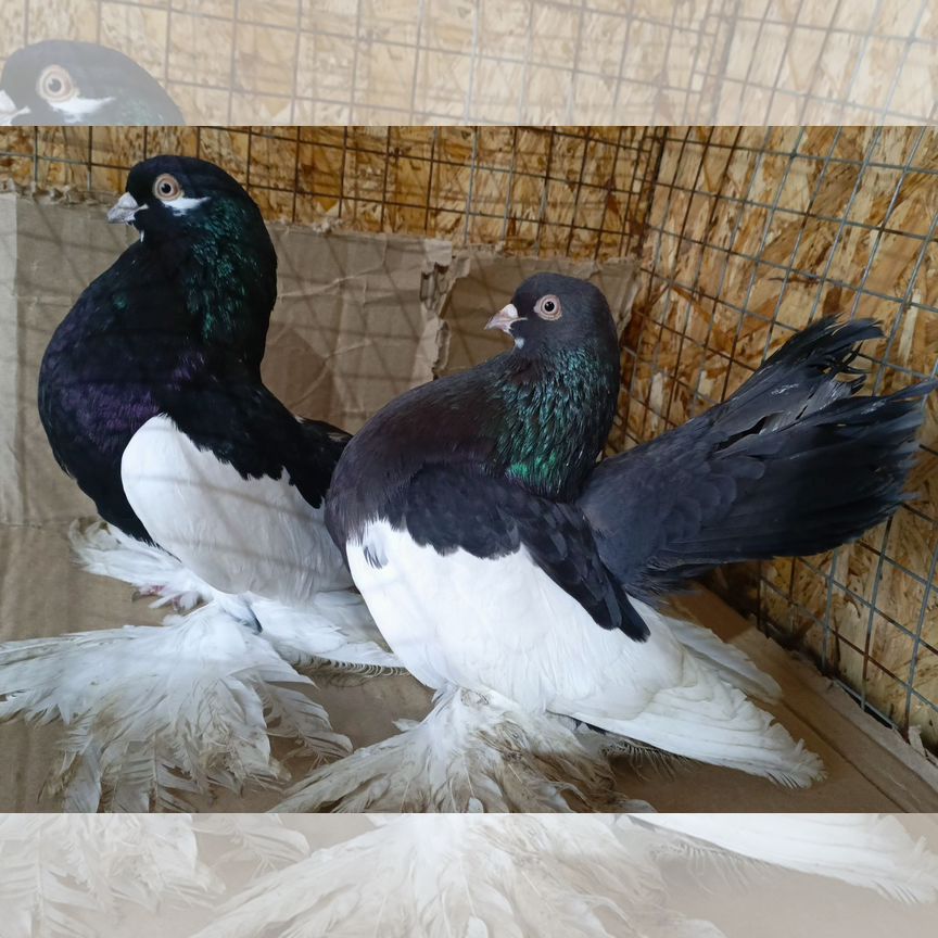 Статные голуби