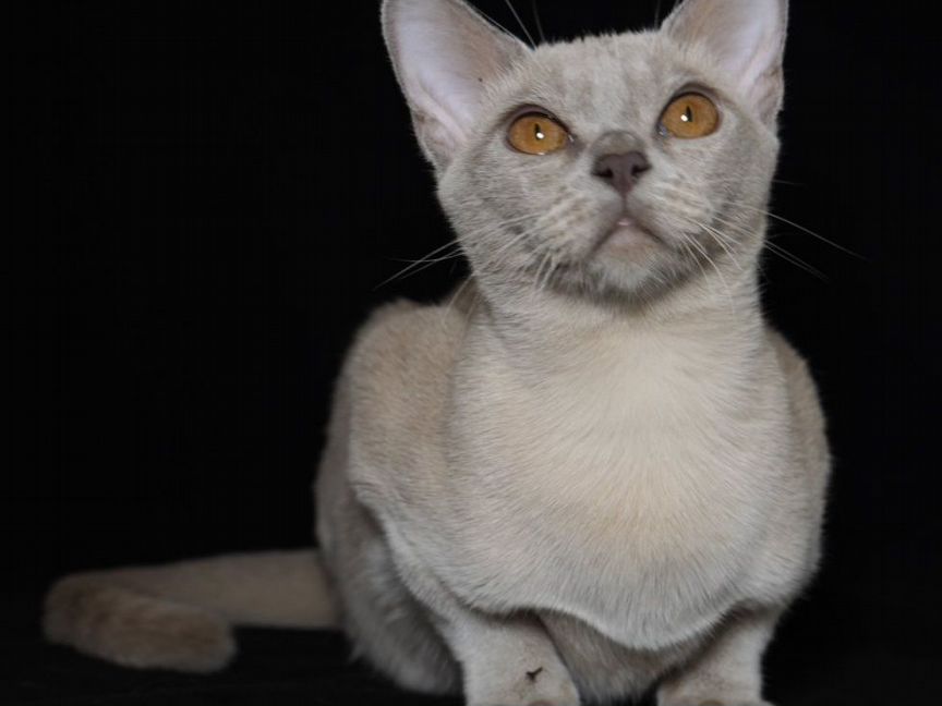 Бурманские котята питомник