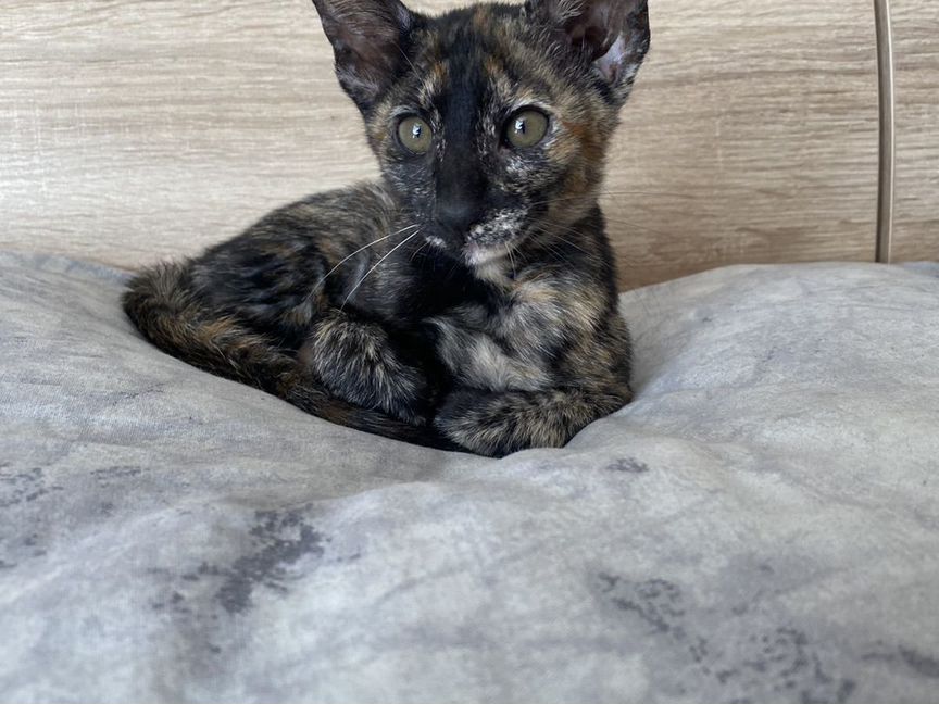 Ориентальные котята
