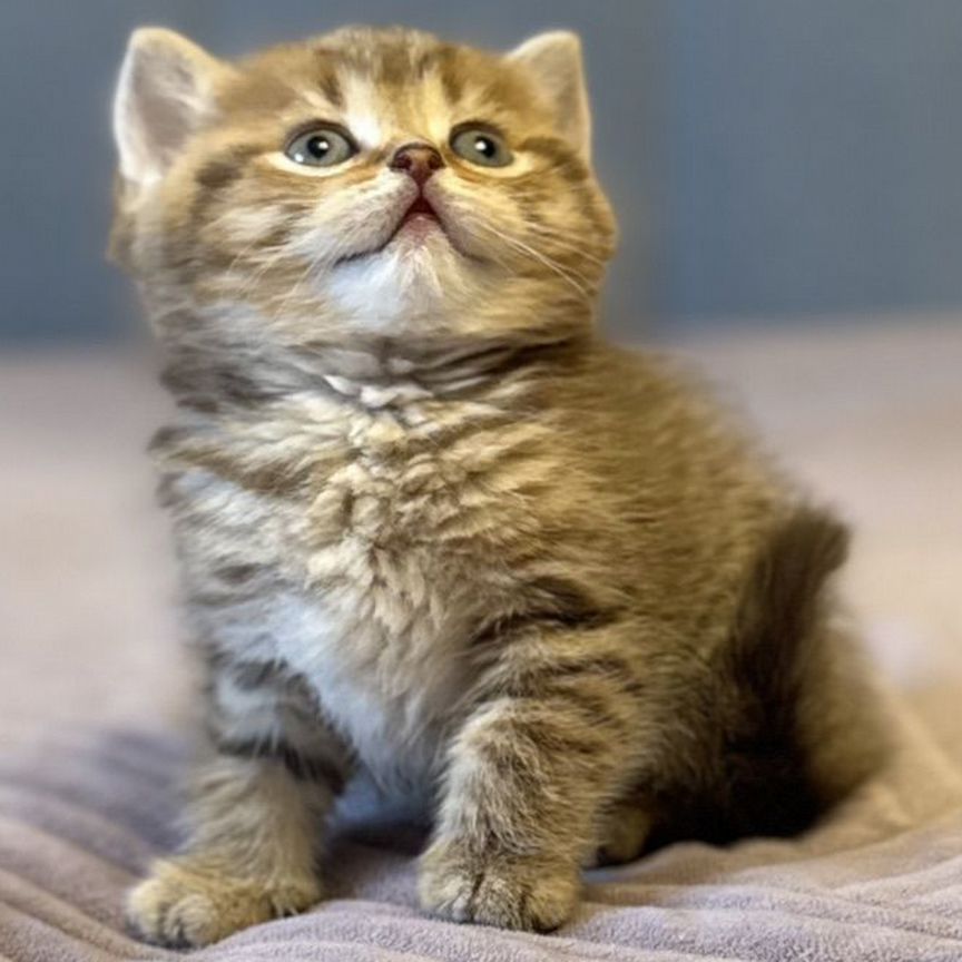 Шотландский прямоухий длинношёрстный котёнок
