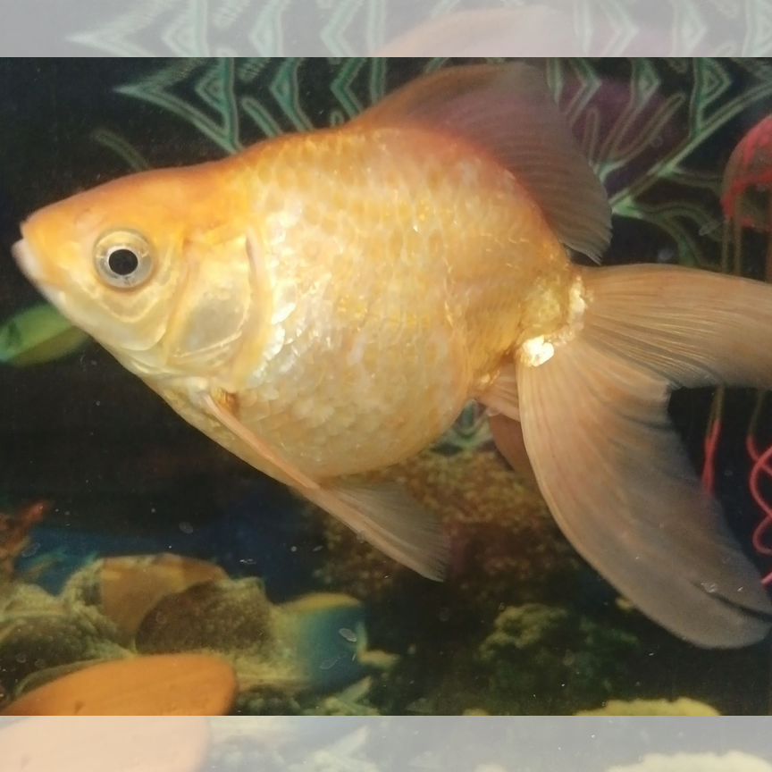 Золотая рыбка