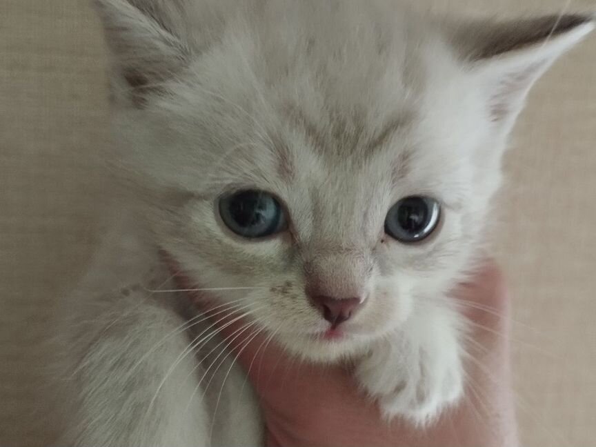 Котята в добрые руки бесплатно