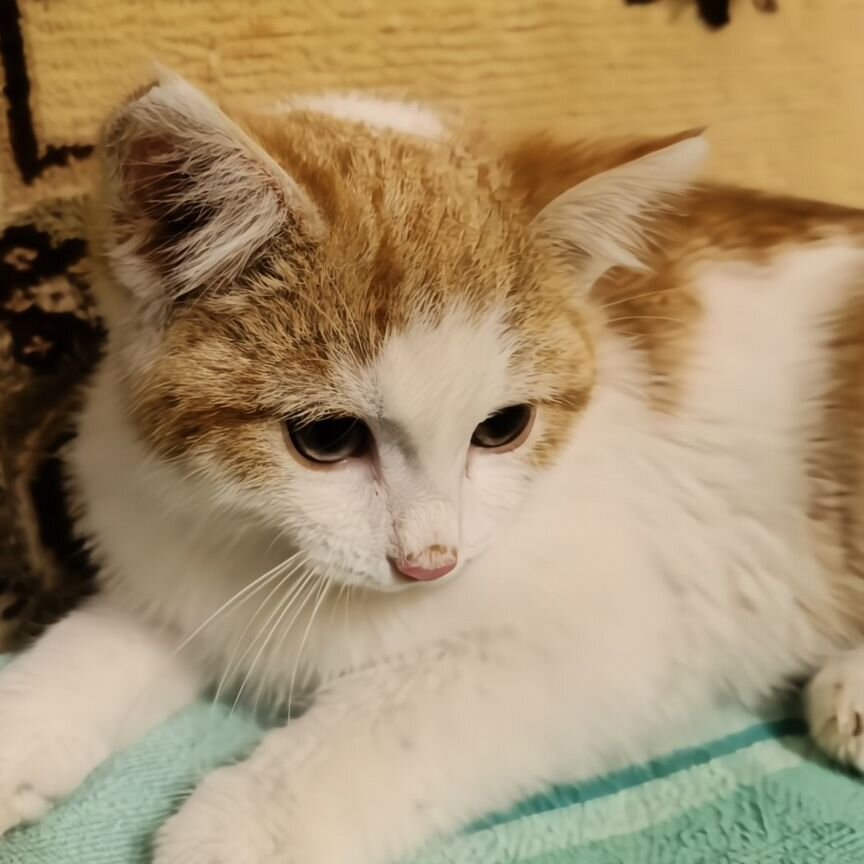 Котёнок в добрые руки