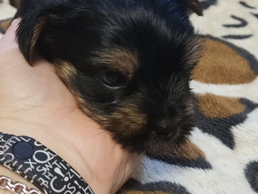 Йоркширский терьер щенки