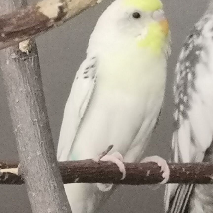 Птенцы волнистый попугай