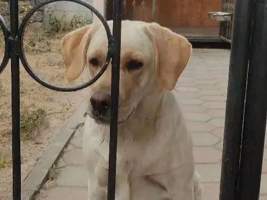 Ретривер, дружелюбный собакен, ладит с детьми