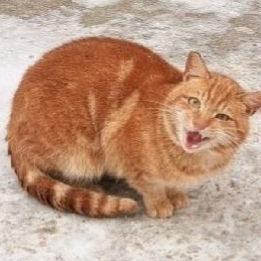 Взрослый кот в добрые руки