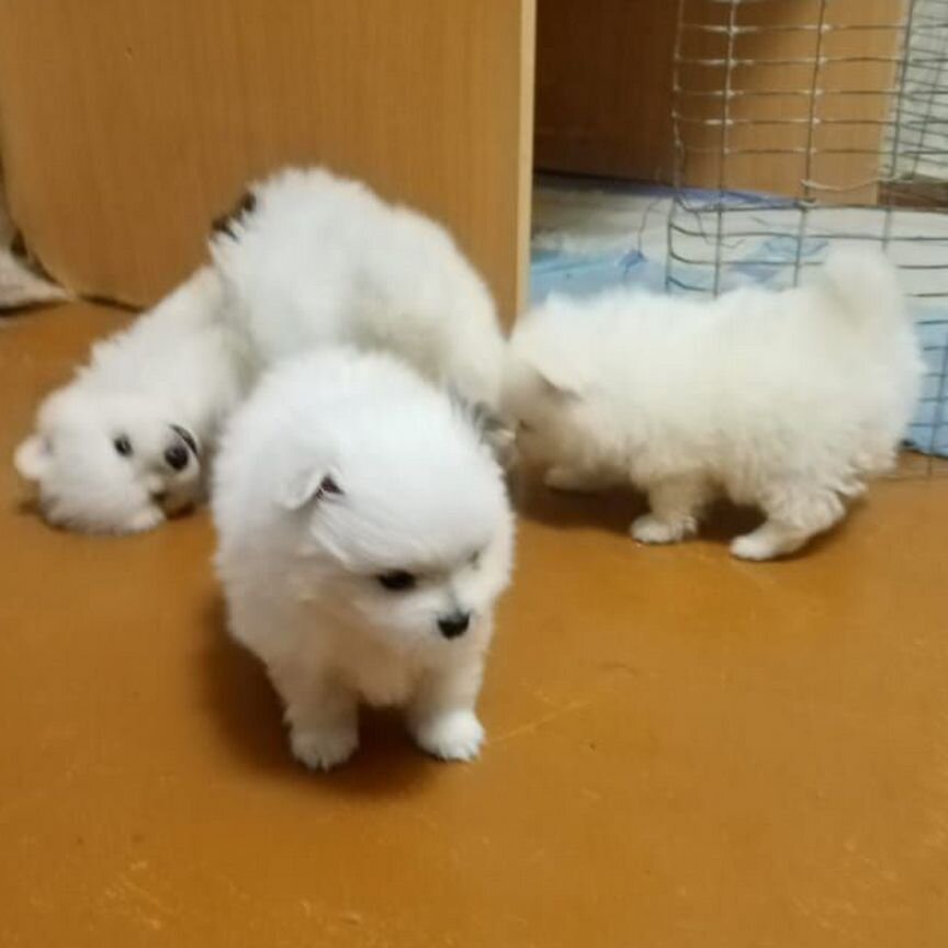 Померанский шпиц, щенок