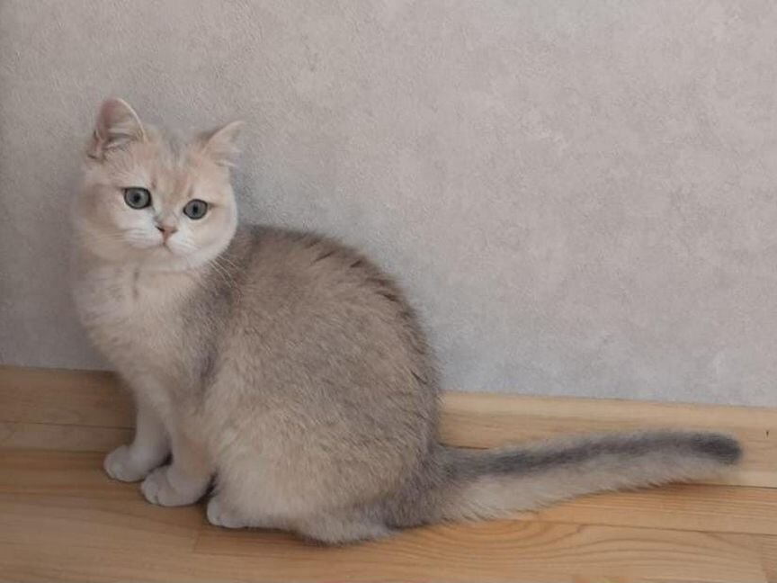 Британская золотая шиншилла