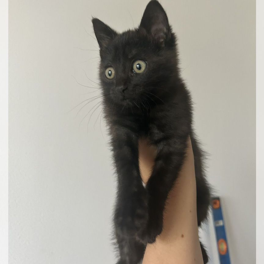 Черный котенок девочка
