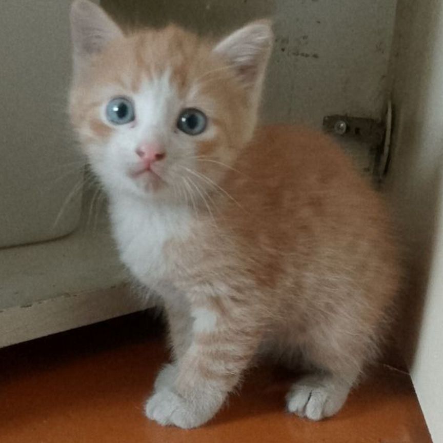 Котёнок от частного владельца