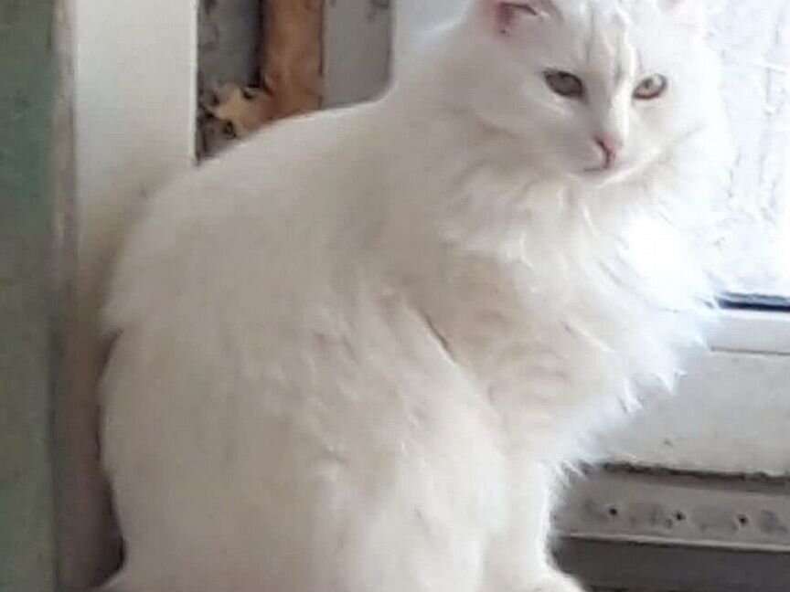 Красивая пушистая кошка ищет дом