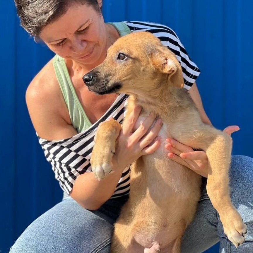 Щенок в добрые руки